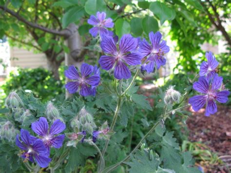 Geranium Ibericum North American Rock Garden Society