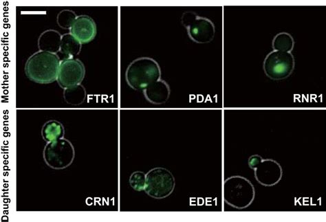 Systematic Analysis Of Asymmetric Partitioning Of Yeast Proteome