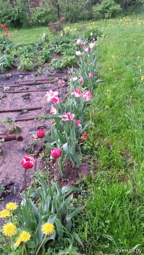 Чем украсить сад после цветения тюльпанов Группа Клумбы и цветники