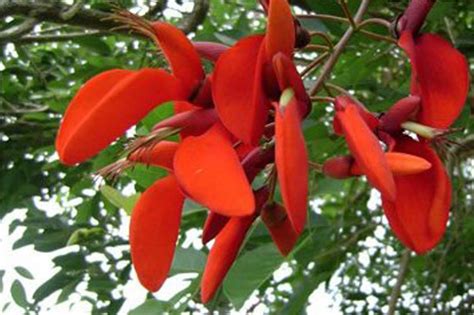 The Ceylon Times Erabadu Mal