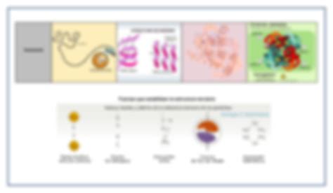 Solution Estructura De Las Prote Nas Studypool