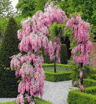 Vistária | Lumigreen.cz