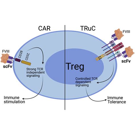 Regulatory T Cells