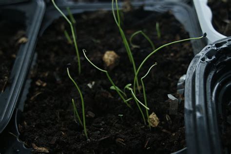 양파 모 종은 재사용 된 플라스틱 용기에 창턱 앞에서 시작 0명에 대한 스톡 사진 및 기타 이미지 0명 계절 농업 Istock