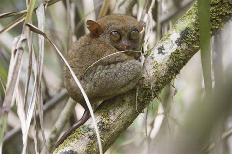 10 Fakta Menarik Tarsius Primata Terkecil Yang Hidup Noktur Idn Times