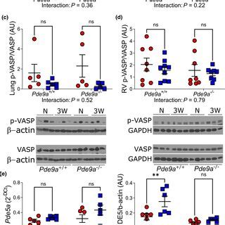 Vasp Phosphorylation And Pde5a Expression In Knockout Mice After