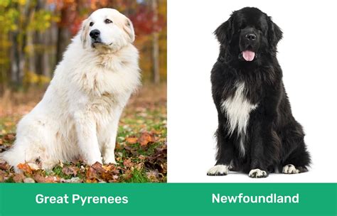 Great Pyrenees Vs Newfoundland Differences Explained With Pictures