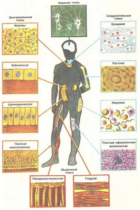 Основные ткани организма человека их функции и строение таблица Научные плакаты Уроки