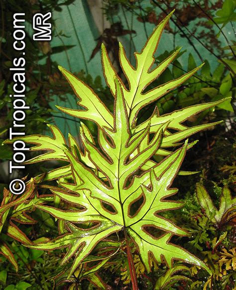 Doryopteris Pedata Doryopteris Top Tropicals Plant Encyclopedia