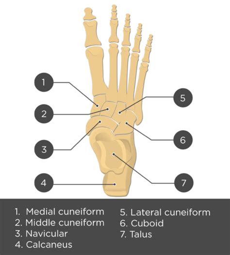 Tarsals Tarsal Bones Anatomy And Diagram Getbodysmart