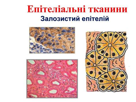 Залозистий епітелій — будова види і функції