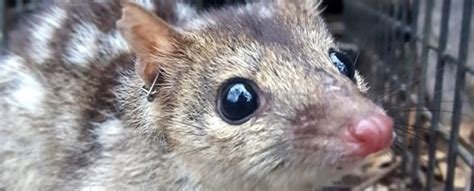 This Small Australian Marsupial Is Quite Literally Dying For Sex