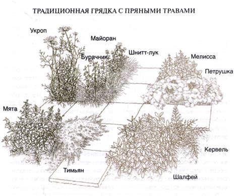 Сад с пряностями или Как вырастить душистые травы . Обсуждение на ...