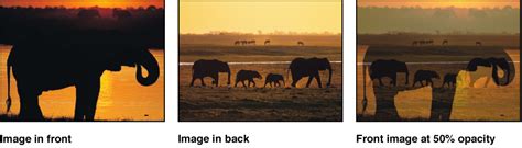 Modify Layer Opacity Motion Help