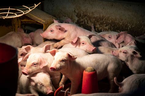 평생 돼지고기를 먹지 않은 이유