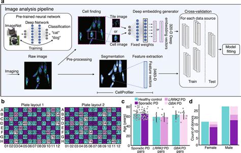 Image Analysis Pipeline And Rigorous Experimental Design Enable