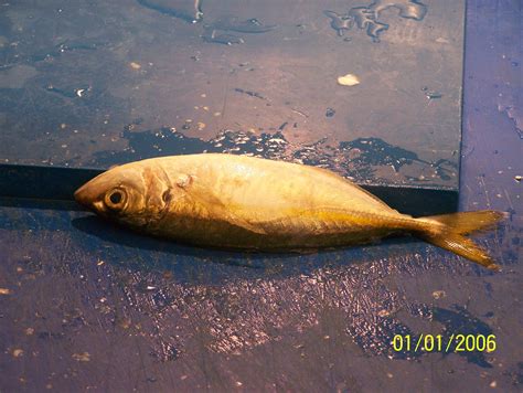 Fish Classification Dataset And Pre Trained Model By DeepLearningAI