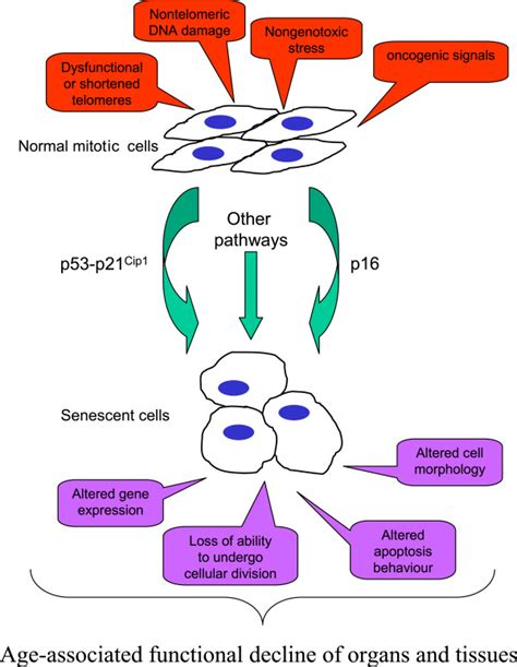 Age Associated Functional Decline Of Organs And Tissues Download Scientific Diagram