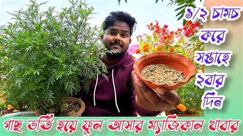 গাঁদা গাছে এই খাবার ১ ২ চামচ দিন একটানা ২ মাস ফুল থাকবে গাছে গাঁদা