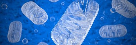 Energiekraftwerke Für Ihre Vitalität Mitochondrien