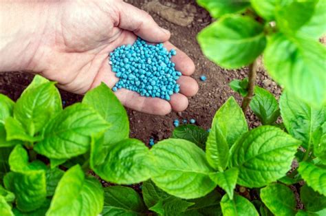 5 Essential Tips For Spring Hydrangea Care