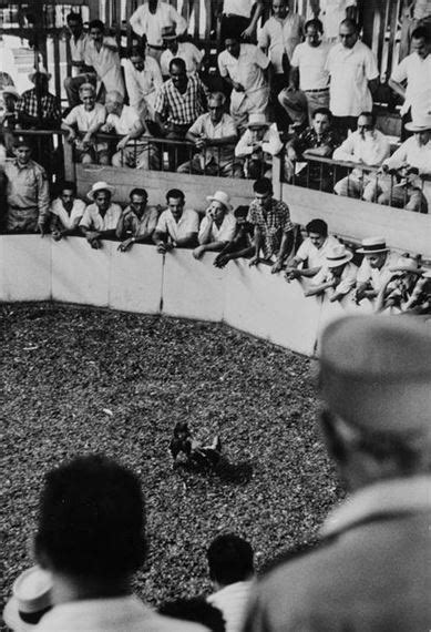 Jesse Fernández Cockfight 1950 1960 Mutualart