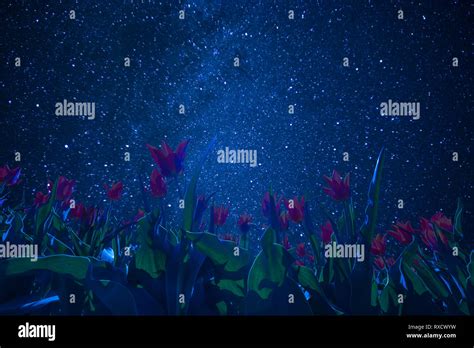 Night Landscape With Many Stars In Dark Sky And Field Of Tulip Flowers