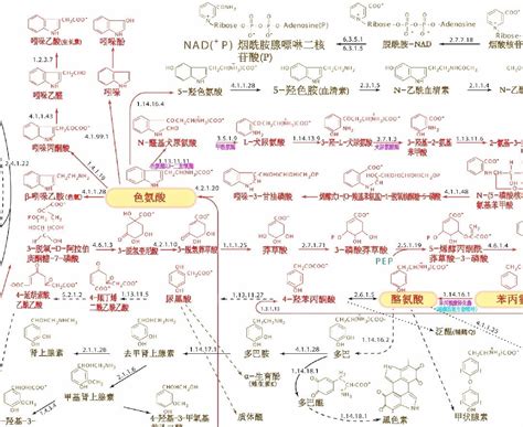 生物化学代谢途径图 知乎