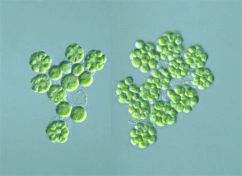 Protist Images Coelastrum Cambricum