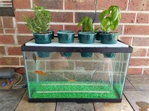 How To Build A Diy Aquaponics System 20 Easy Diy Aquaponics Plans
