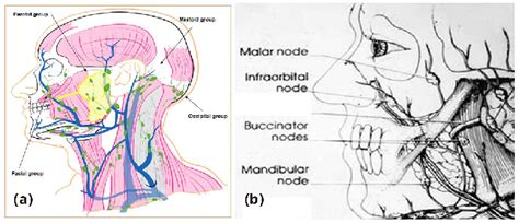 Occipital Lymph Node Location