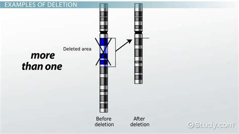 Deletion Mutation Overview Examples And Diseases Lesson