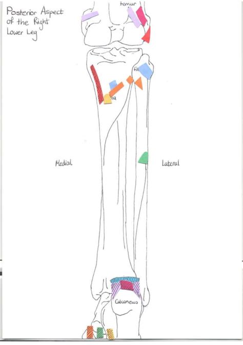 Layered Learning Doc Bodybuilding Sports