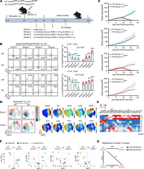 Jci Spatial And Functional Targeting Of Intratumoral Tregs Reverses