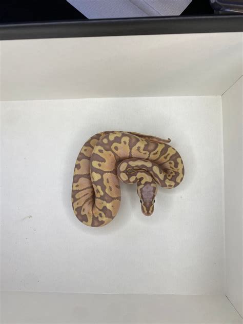 Pastel Banana Het Clown Male Ball Python By Ballz 4 Life Morphmarket