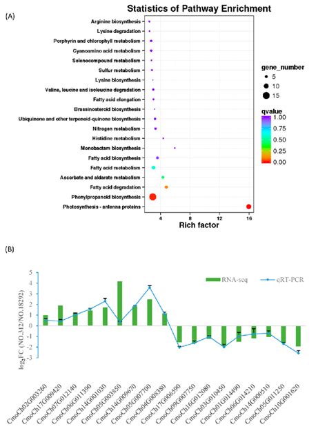 The Pathways Analysis And The Validation Of Rna Seq Data A Kegg