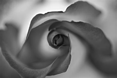 배경 화면 화이트 검은 단색화 사진술 장미 꽃 입 코 검정색과 흰색 거시대 식물 아름다움 Bw 눈