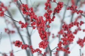 Eastern Maine Native Plant Arboretum Cooperative Extension In Penobscot County University Of