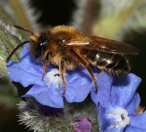 Image Andrena Nigroaenea 3no  Bwars