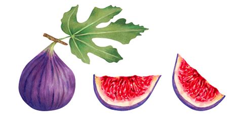 보라색 무화과 세트입니다 전체 과일과 절단 부분 수채화와 마커가 있는 그림입니다 손으로 그린 격리된 클립아트입니다 열매의 식물 수집 주스 포장 라벨 메뉴를 위한 디자인