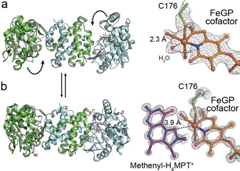 Structure Of [fe]‐hydrogenase From Methanococcus Aeolicus And Its Download Scientific Diagram