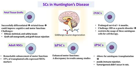 Stem Cell Based Therapy The Celestial Weapon Against Neurological Disorders