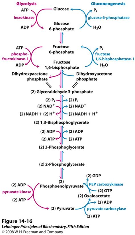 Gluconeogenesis Steps Regulation Importance