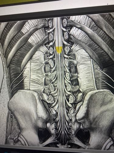 Spinal Cord Flashcards Quizlet