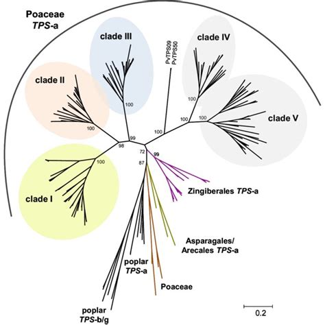 Characterization Of Selected Terpene Synthases From The Poaceae Tps A