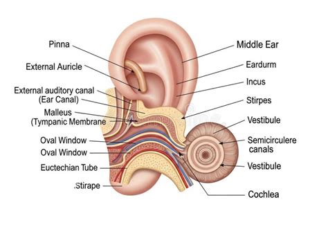Detailed Diagram Of The Human Ear Labeled With Anatomical Parts Stock
