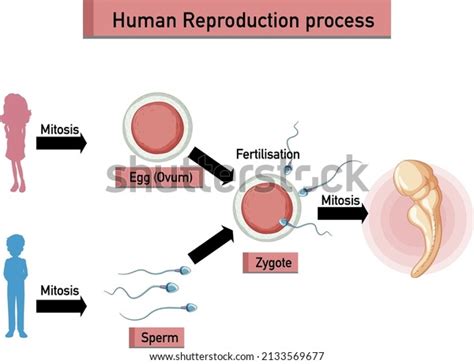 Human Reproduction Process Infographic Illustration เวกเตอร์สต็อก
