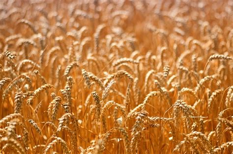 Weizenfeld im Sommer kurz vor der Ernte - Fotografie von Stefan Wensing