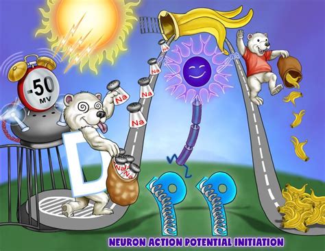 Action Potential Neuron Animation