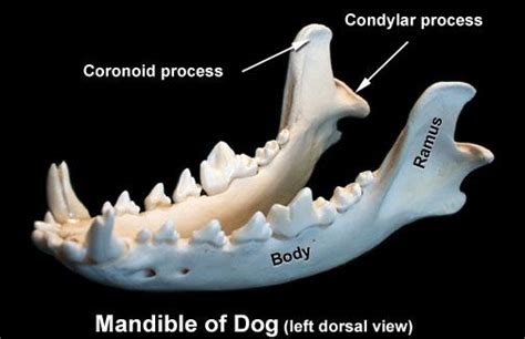 Mandible Honden Wolf